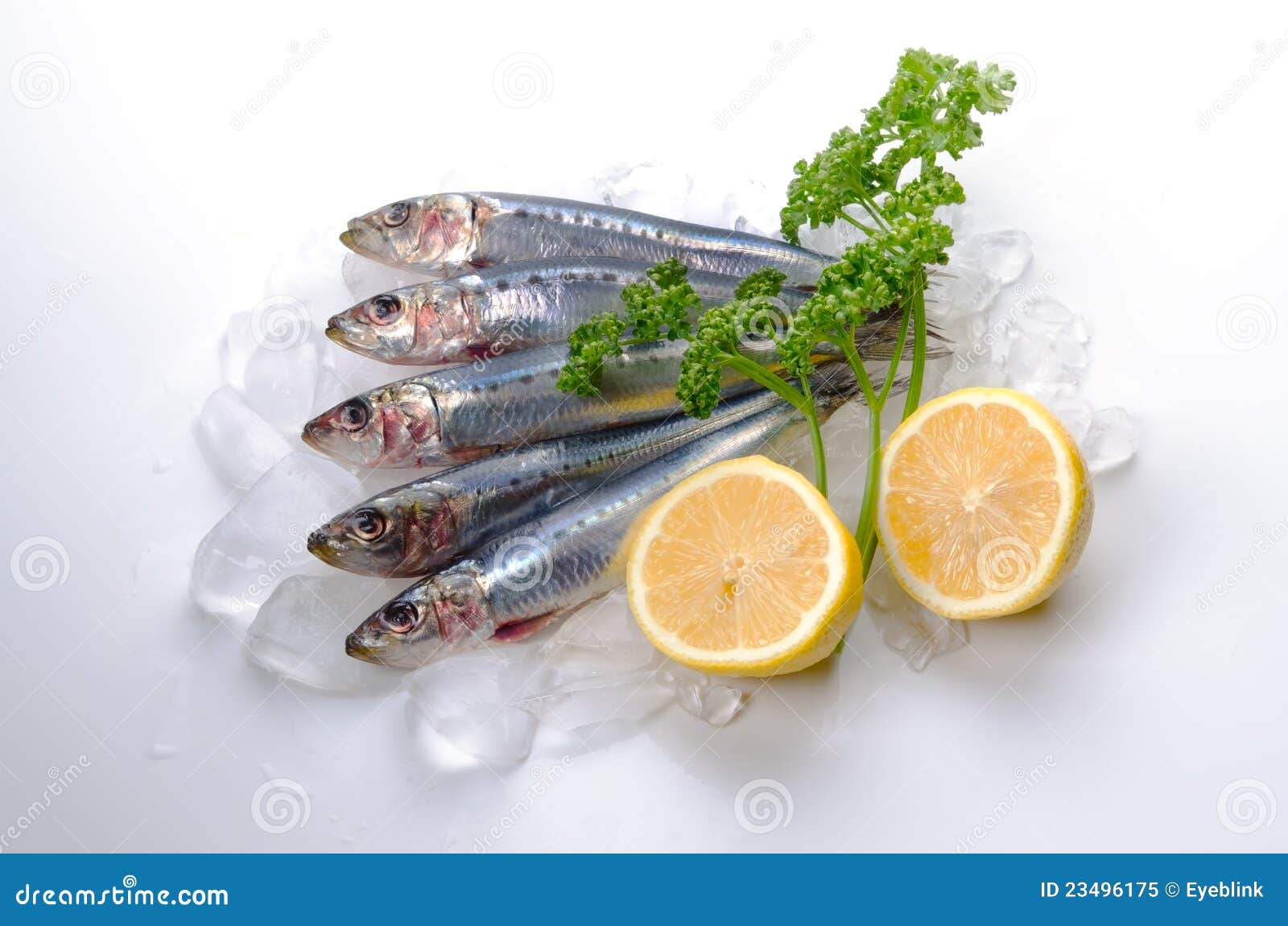 Sardine stock image. Image of copy, silver, white, pilchard - 23496175