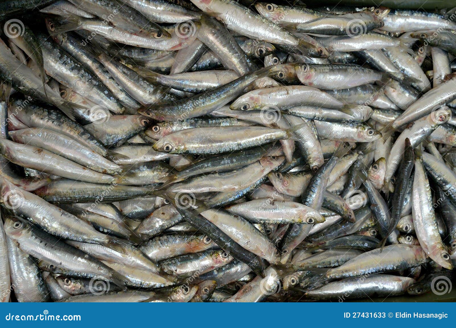 Sardine stock image. Image of fish, gray, anchovy, fishy - 27431633
