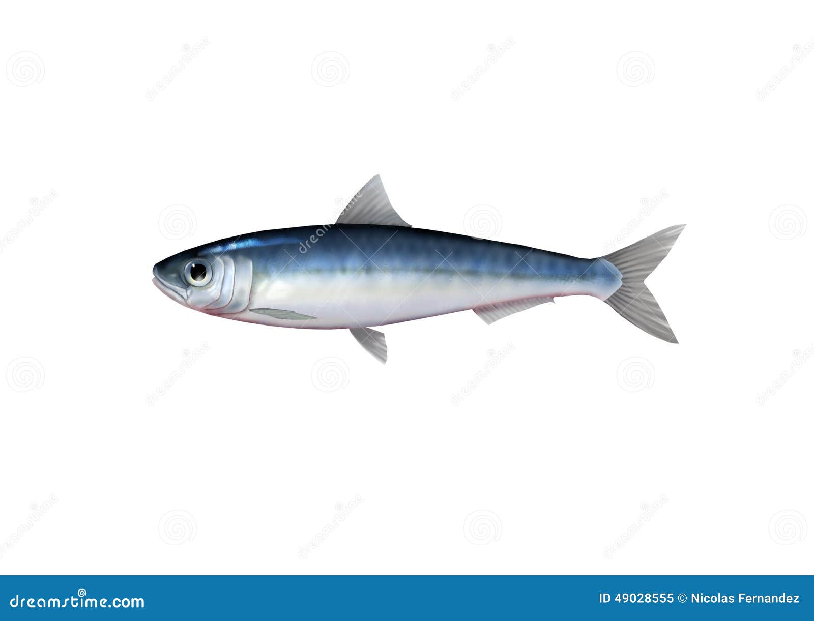 Sardine stock abbildung. Illustration von fischerei, wasser - 49028555