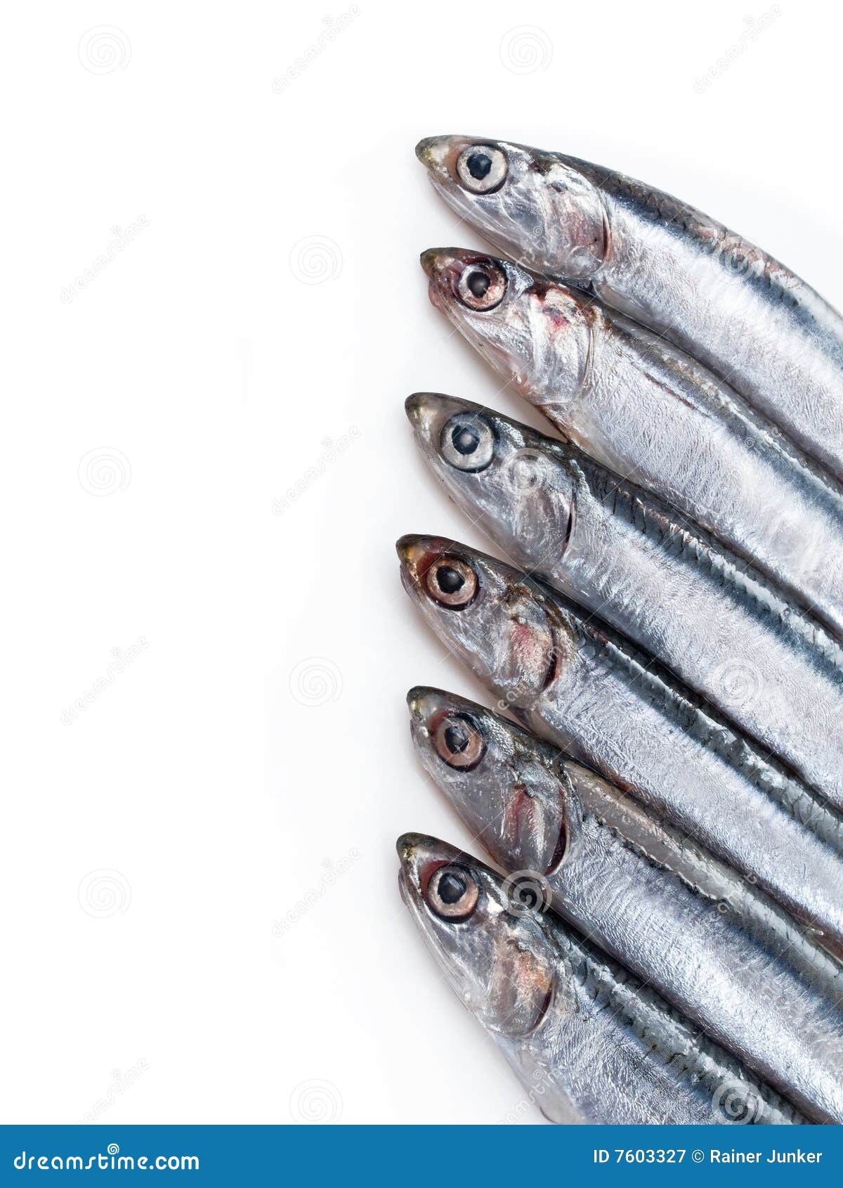 Sardine stock image. Image of fish, shiny, ocean, eyes - 7603327