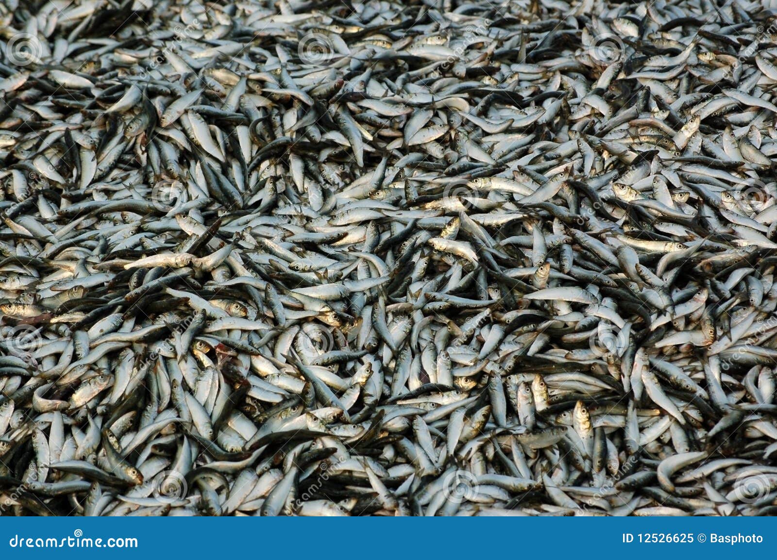 Sardine catch stock image. Image of silver, sardine, fishing - 12526625