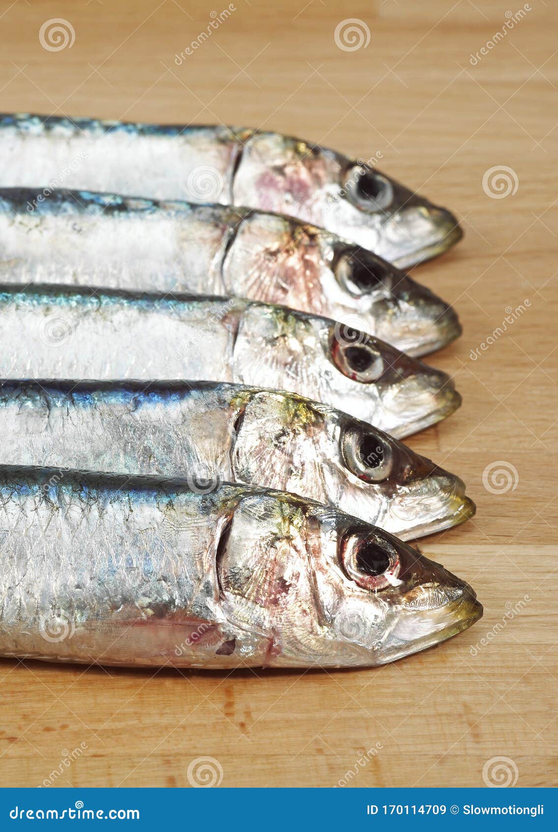 SARDINE stock image. Image of sardine, animal, still - 170114709