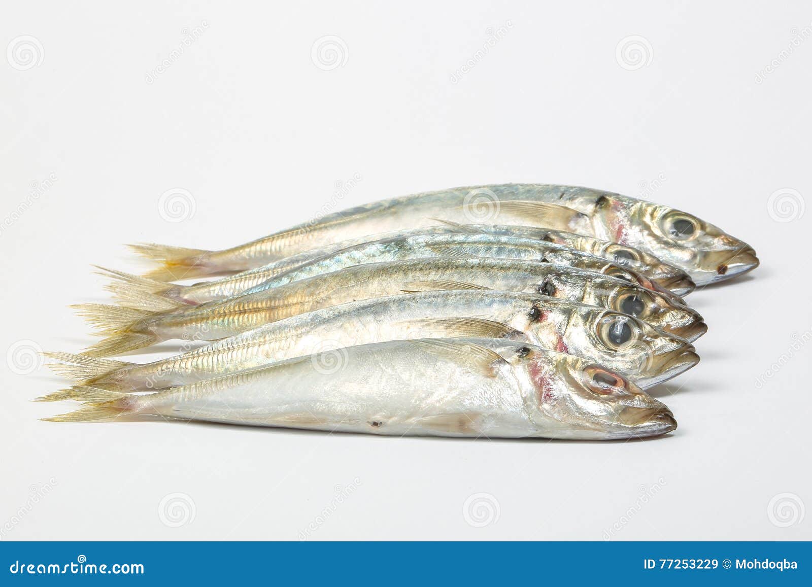 Sardine Pilchard Herring Fish Stock Image - Image of healthy, saltwater ...