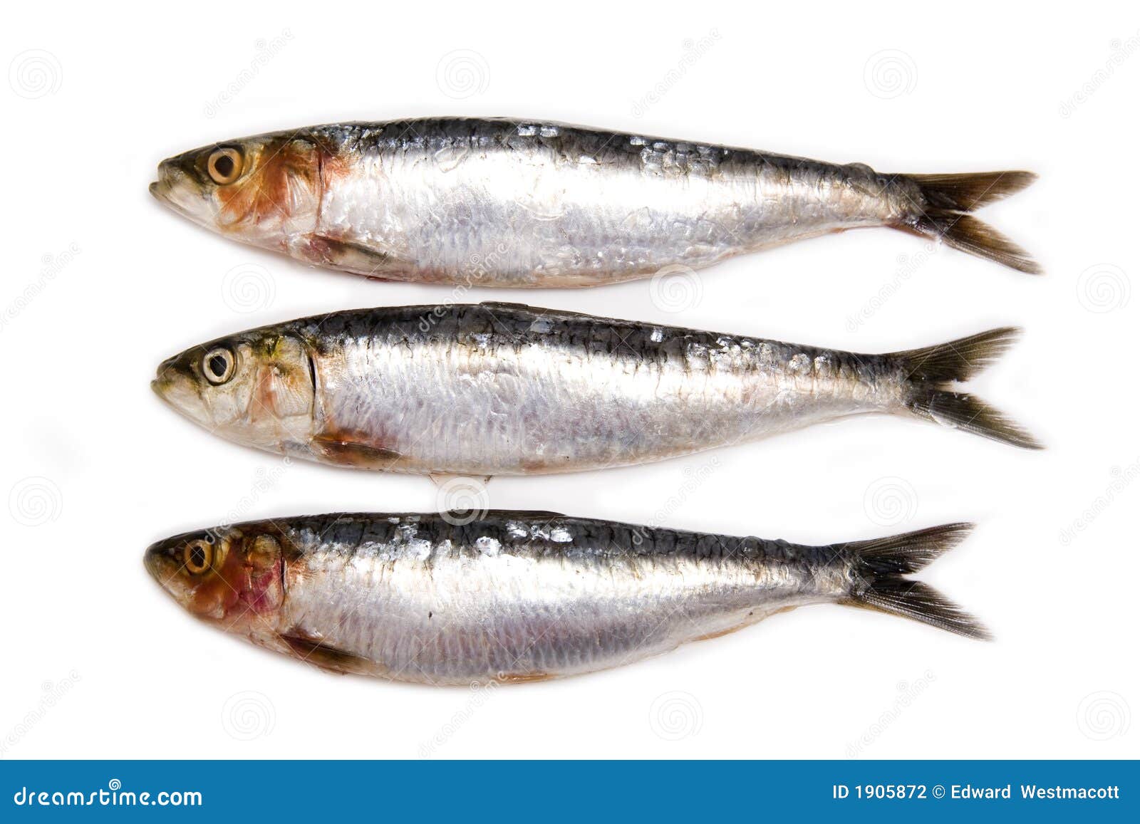 217 Clean Sardines Stock Photos - Free & Royalty-Free Stock Photos from ...