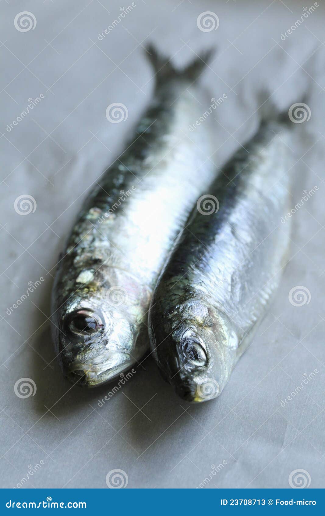 Sardines stock image. Image of grey, sardine, focus, fish - 23708713