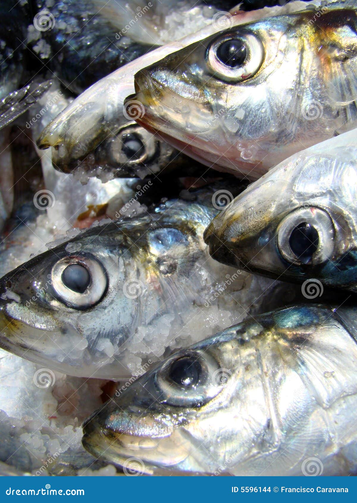 Sardines stock photo. Image of popular, healthy, fish - 5596144