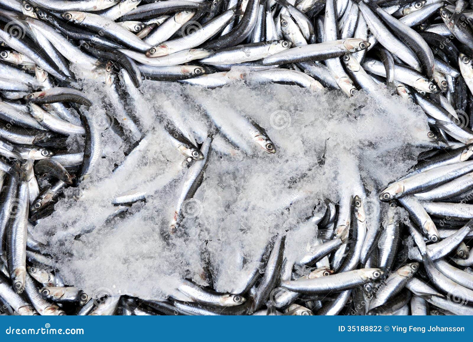Sardines in box with ice stock photo. Image of food, small - 35188822