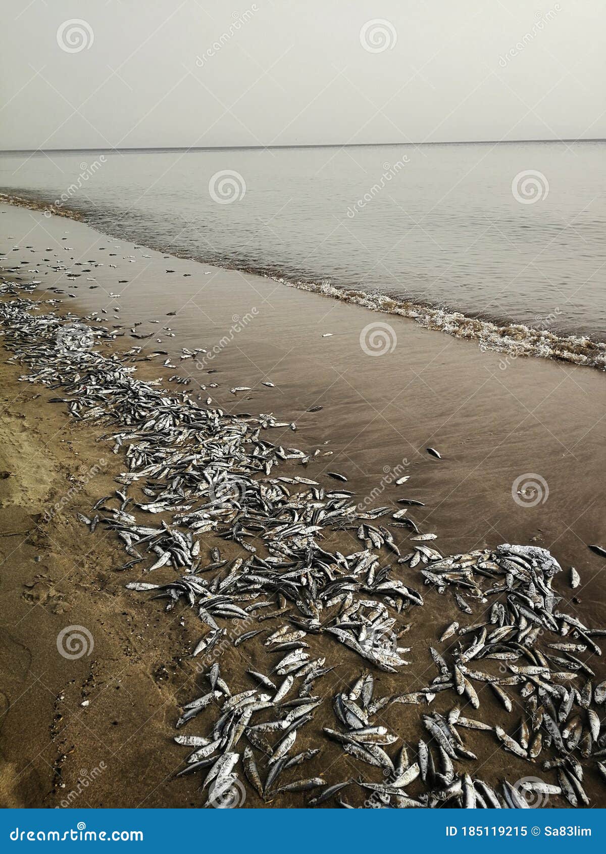 Fish Died On Rock Ground Cracked Earth / Drought / River Dried Up ...