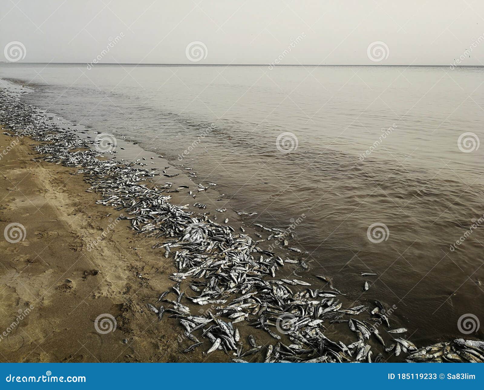Fish Died On Rock Ground Cracked Earth / Drought / River Dried Up ...