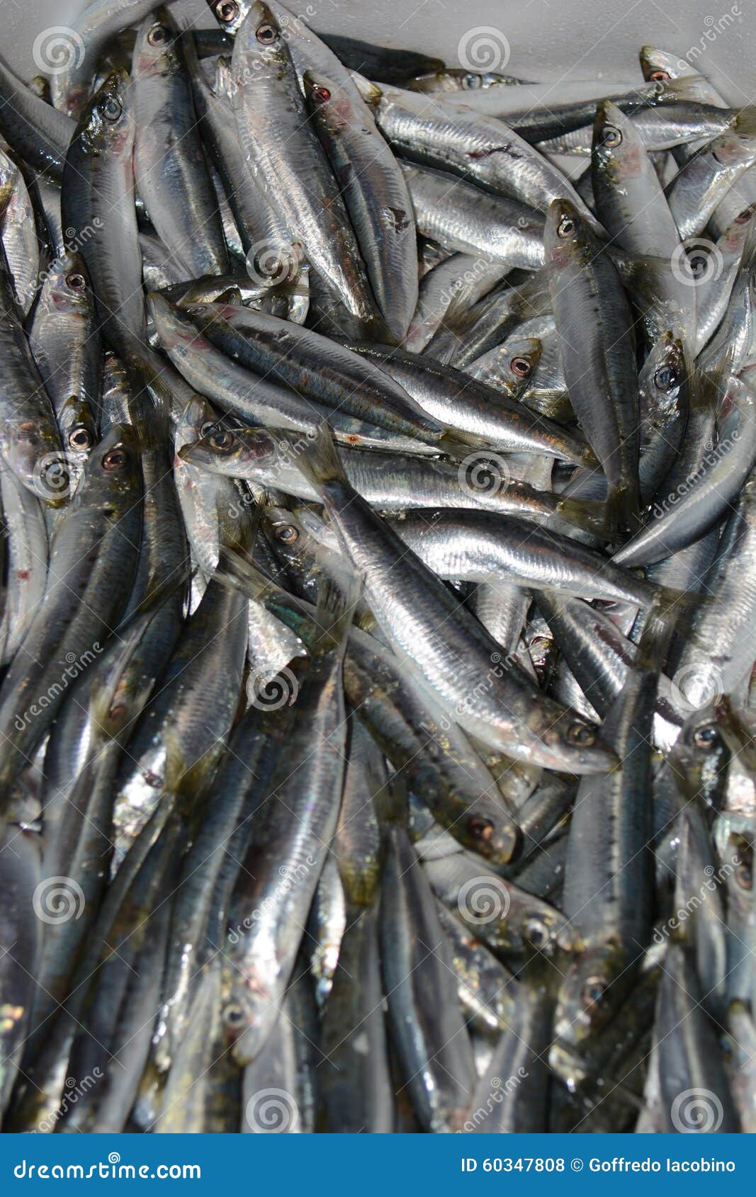 Sardines 1 stock photo. Image of omega, spaghetti, italian - 60347808
