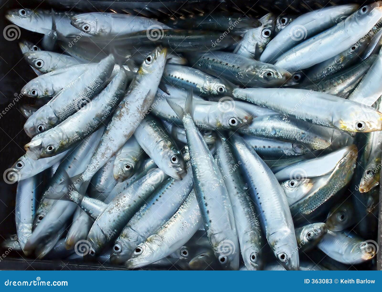 Sardines or pilchards stock image. Image of africa, beach - 363083
