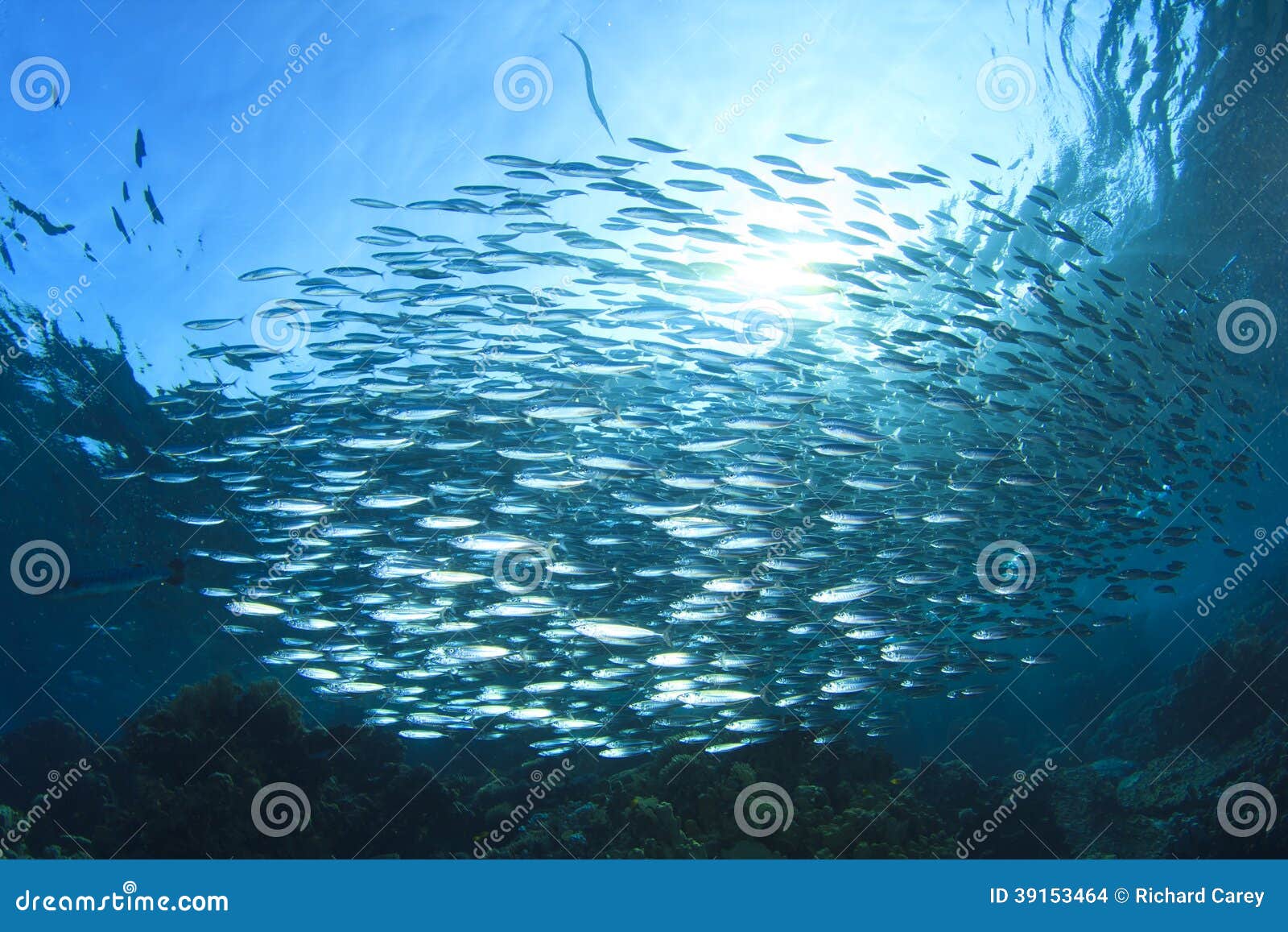 Sardines stock photo. Image of sardines, coral, school - 39153464