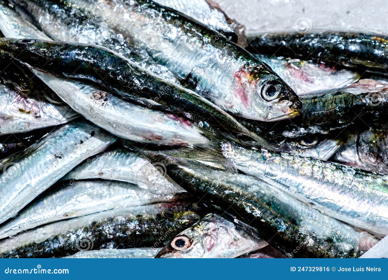 Sardinha no mercado foto de stock. Imagem de mercado - 247329816