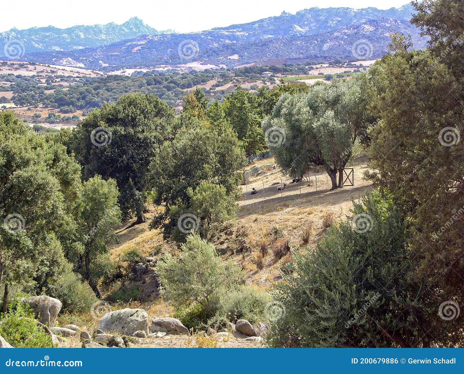 Sardinia, Landscape with Olive Trees Stock Photo - Image of italy ...