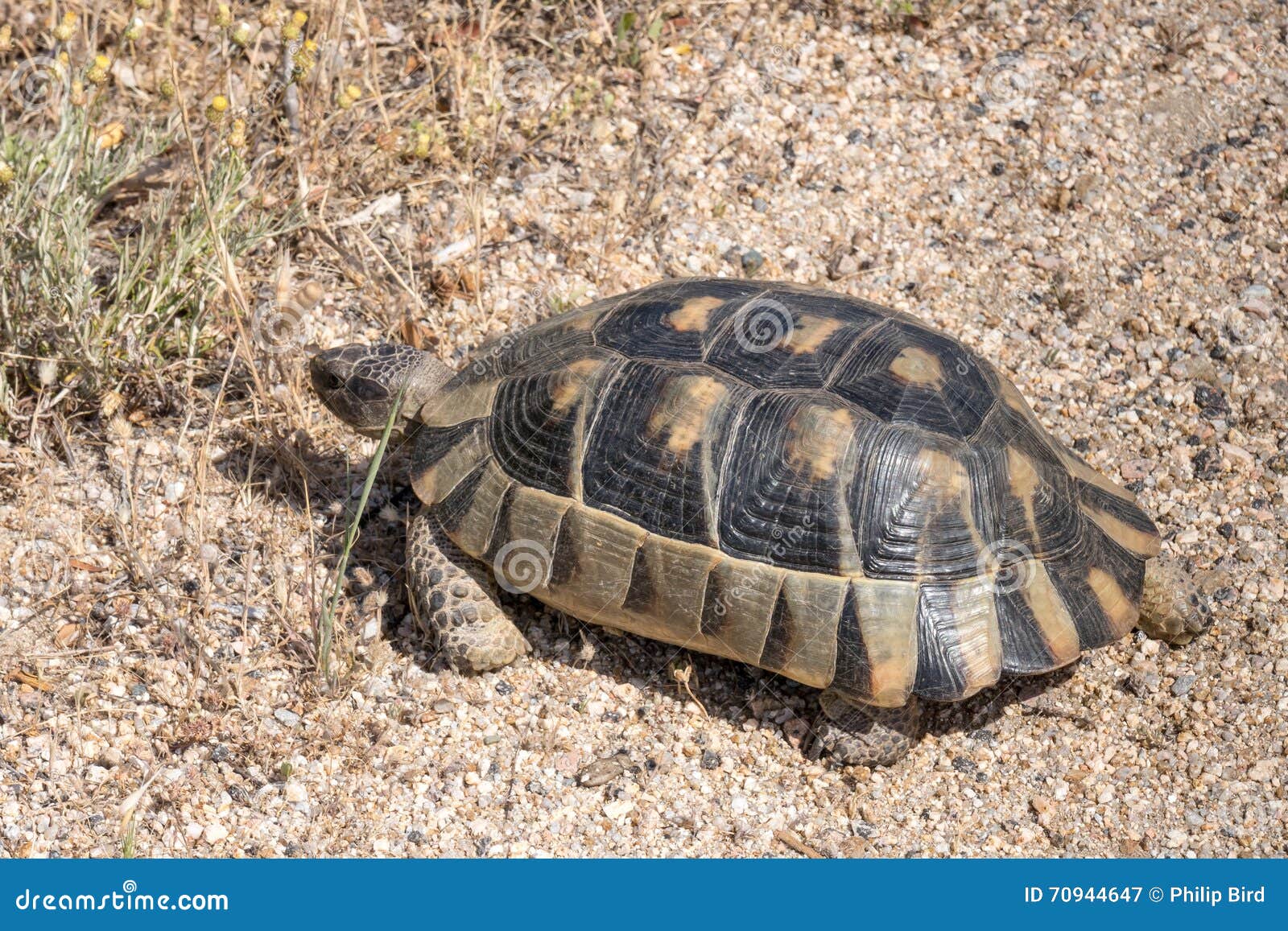 Sardinian Marginated Tortoise (Testudo Marginata) Stock Image - Image ...