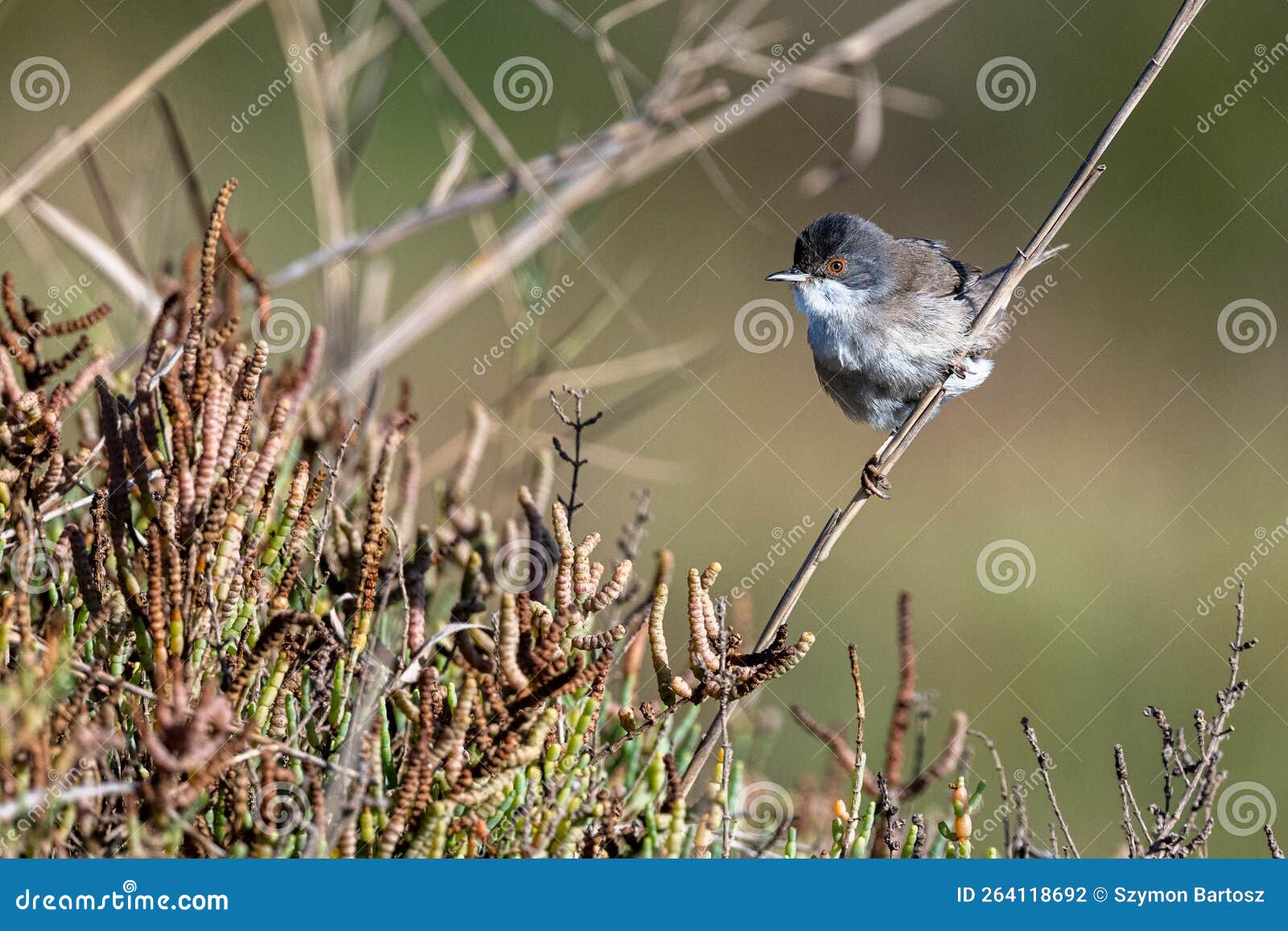 Sardinian Warbler, Curruca Melanocephala, Morocco Stock Photo - Image ...