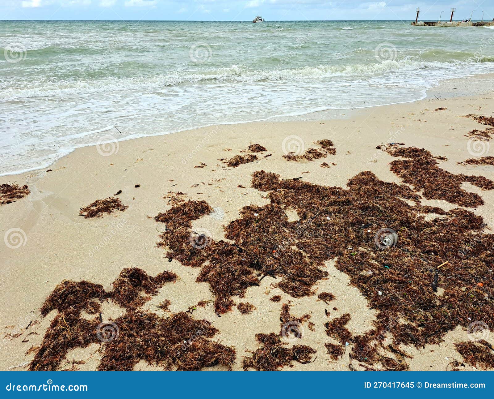 Sargassum on the Beach a Environmental Problem in Mexico, a Kind of ...