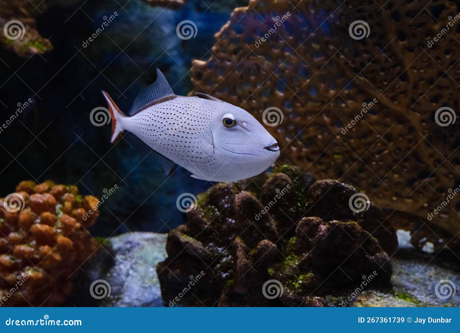 Sargassum Triggerfish