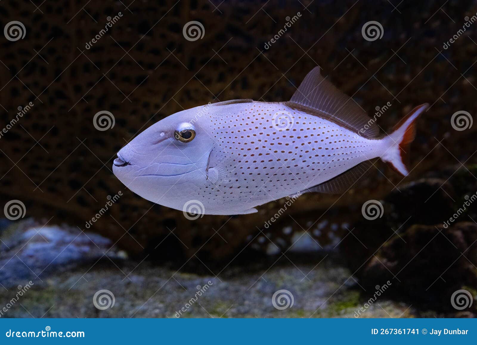 Sargassum Red Tail Trigger Fish is Captive in an Aquarium Stock Image ...