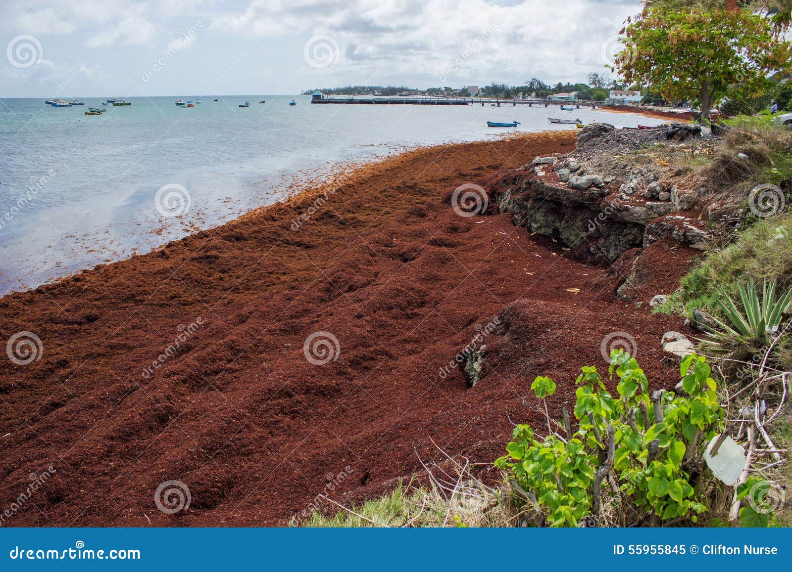 Sargassum Seaweed On A Beach In The Windward Islands Royalty-Free Stock ... Sargassum Seaweed On A Beach In The Windward Islands Royalty-Free Stock ...