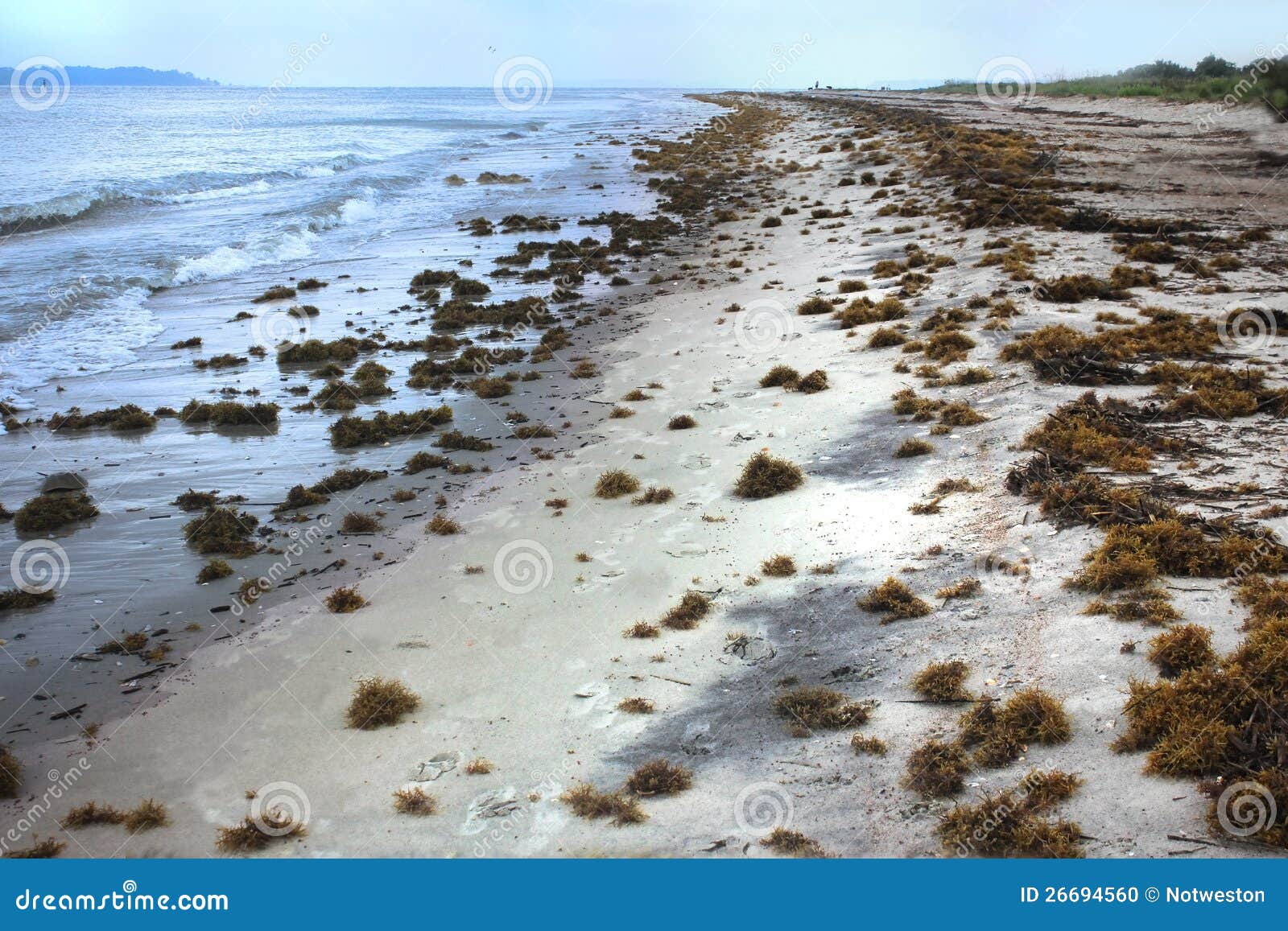 Sargassum Seaweed on the Beach Stock Photo - Image of environment ...