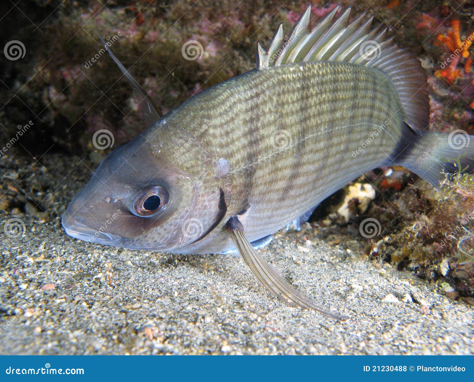 Sargo stock photo. Image of deep, marine, ocean, life - 21230488