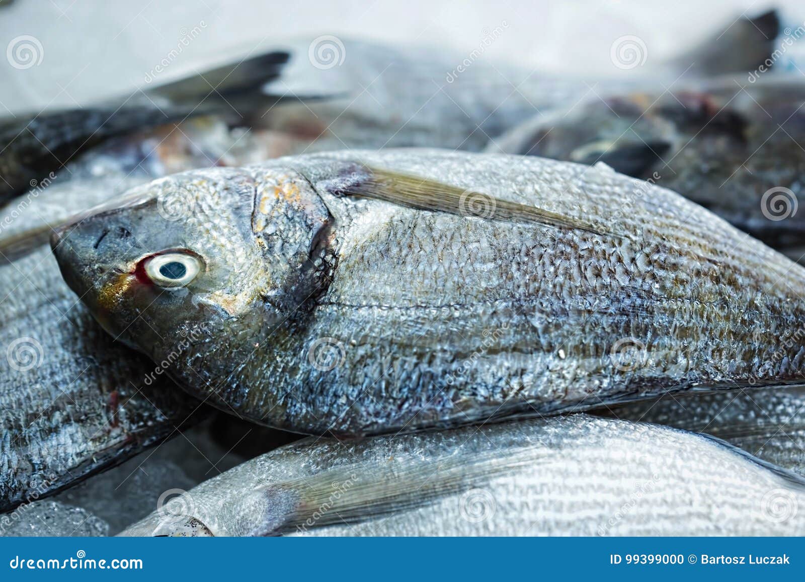 Sargo Do Sparidae No Mercado De Peixes Foto de Stock - Imagem de ...