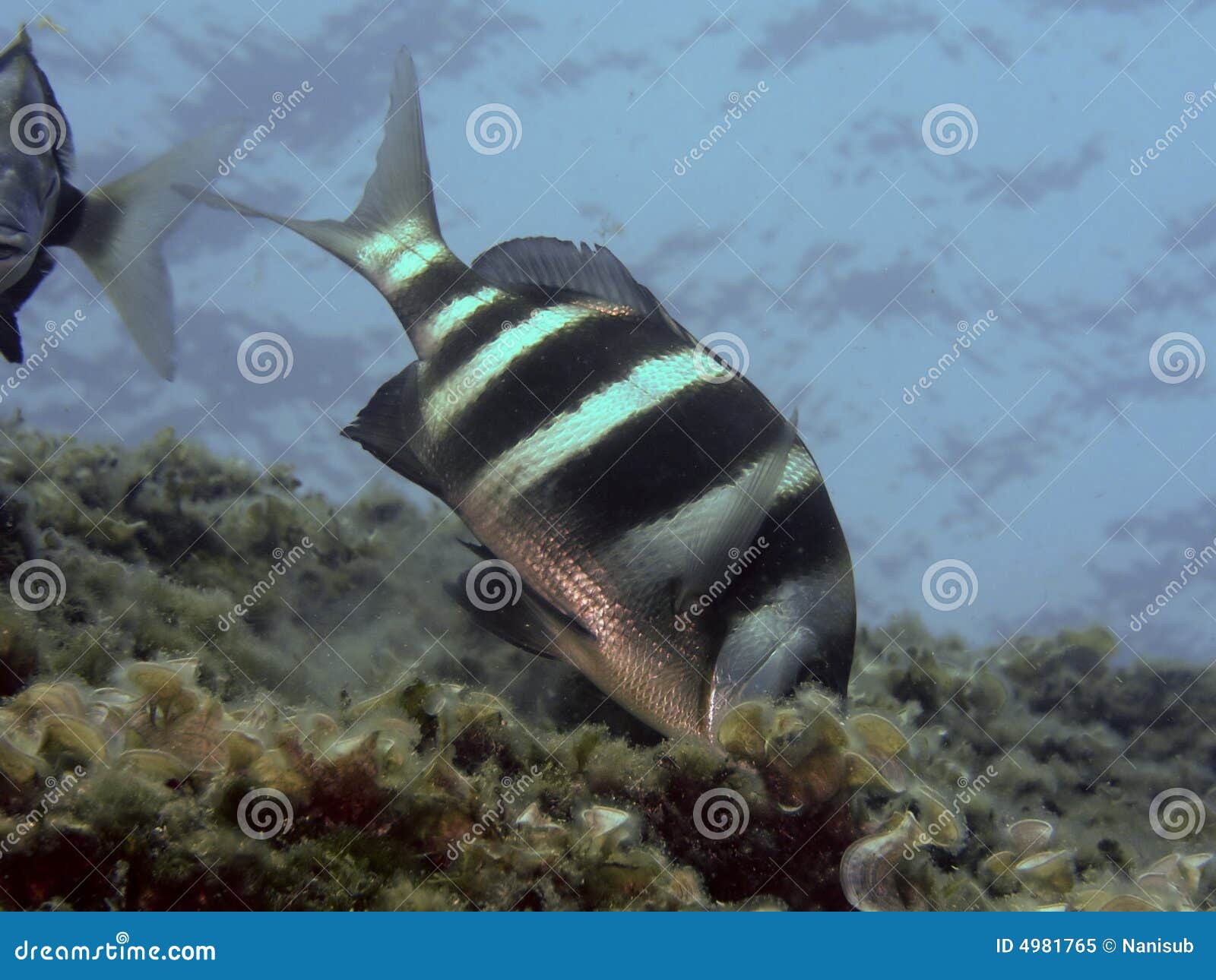 Sargo fish stock image. Image of spain, diving, mediterranean - 4981765
