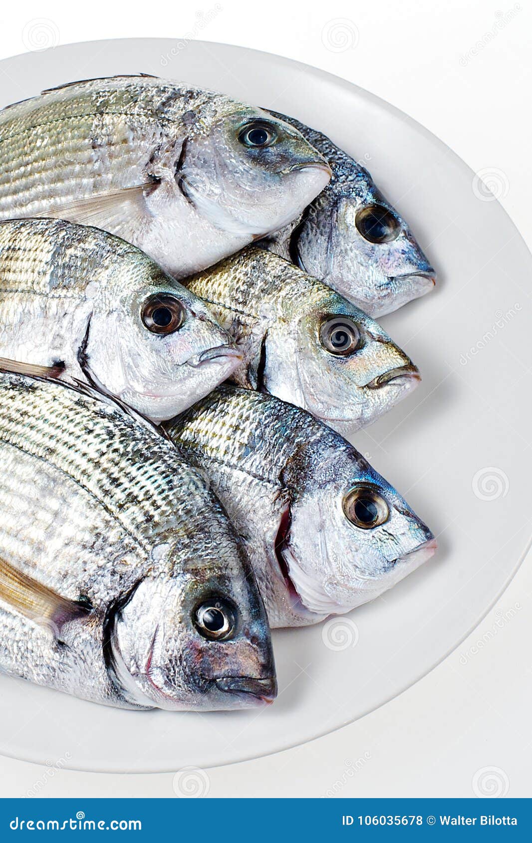 Sargo Fish In The Cantabrian Sea In Pimiago Stock Image | CartoonDealer ...