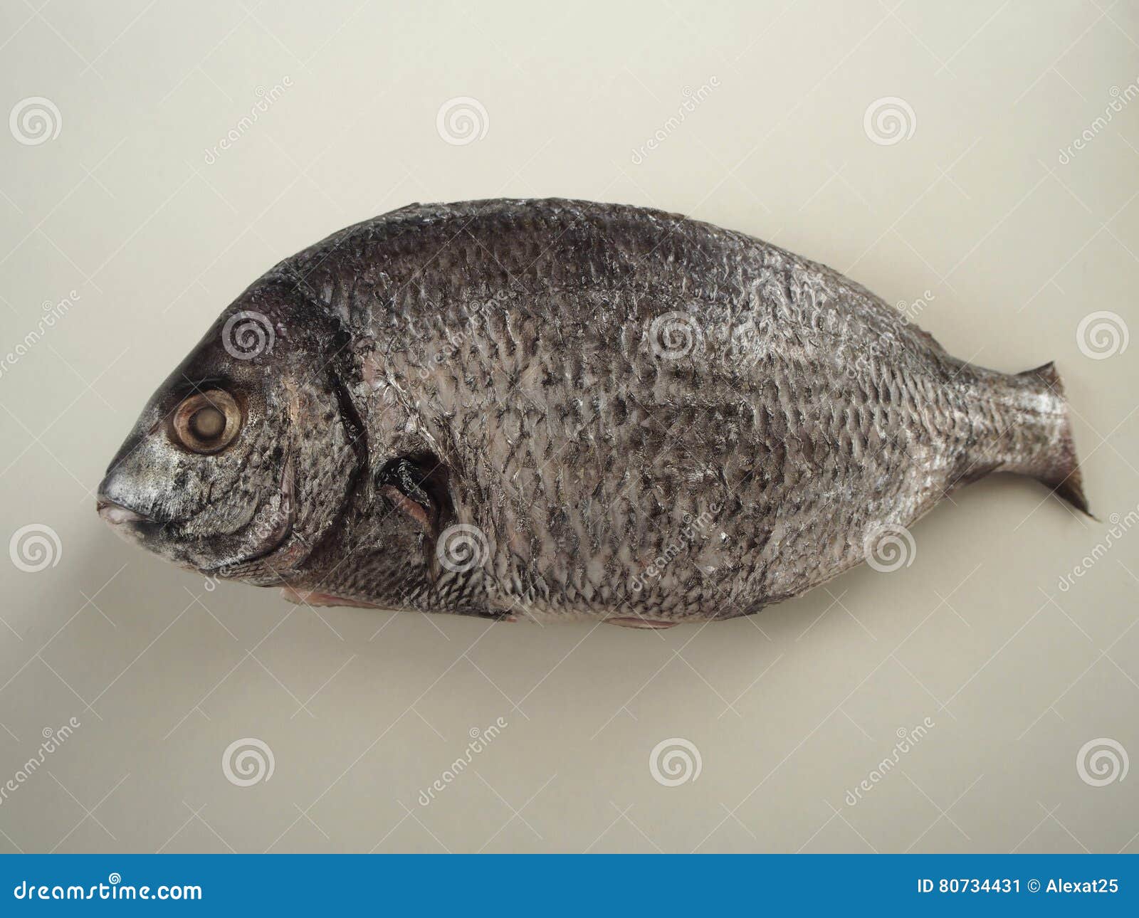 Sargo Fish In The Cantabrian Sea In Pimiago Stock Image | CartoonDealer ...