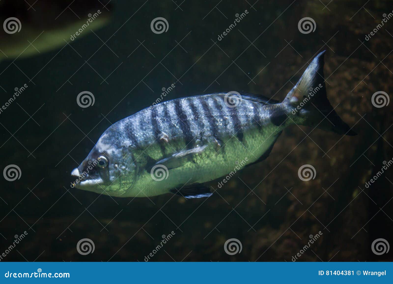 Sargus Blanco De Diplodus Del Pargo Imagen de archivo - Imagen de ...