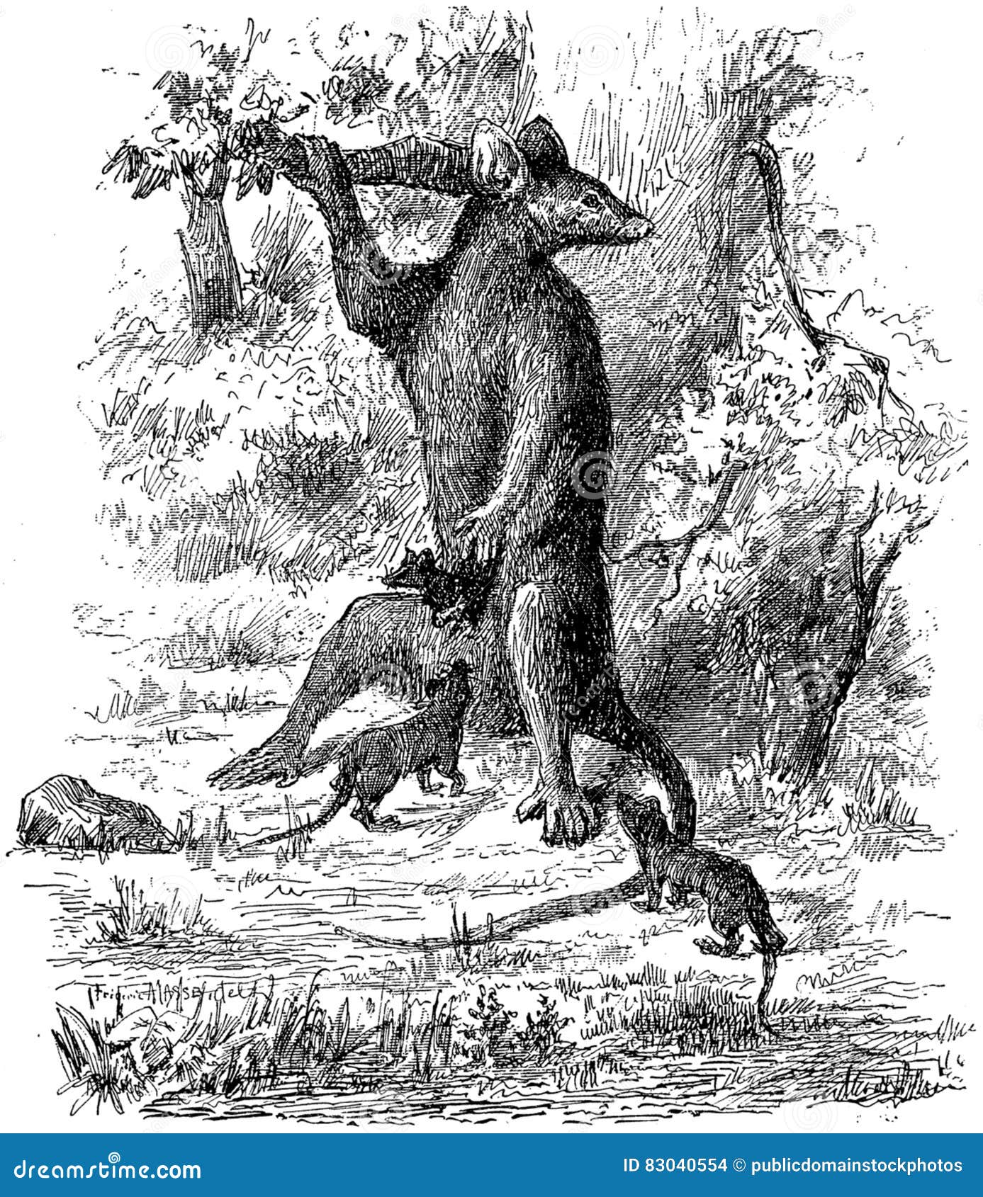 Sarigue-001-MO Picture. Image: 83040554