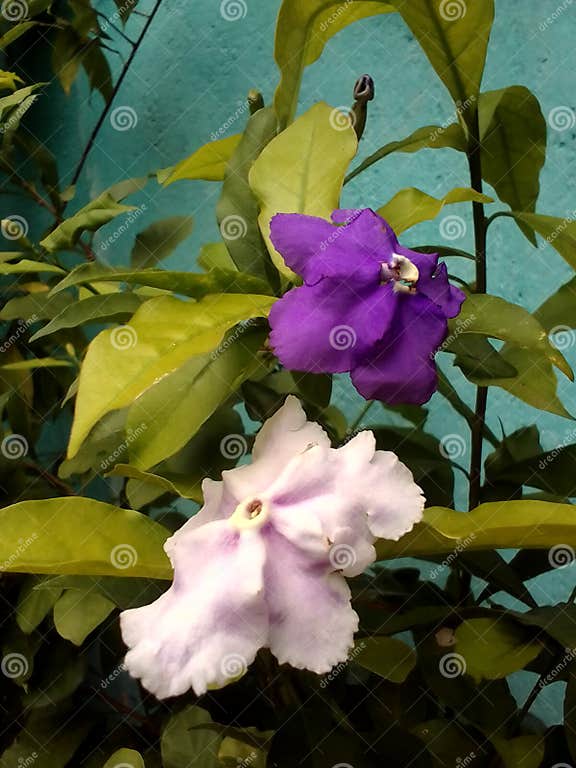 Sariyuth mugalan flower stock image. Image of flower - 250722475