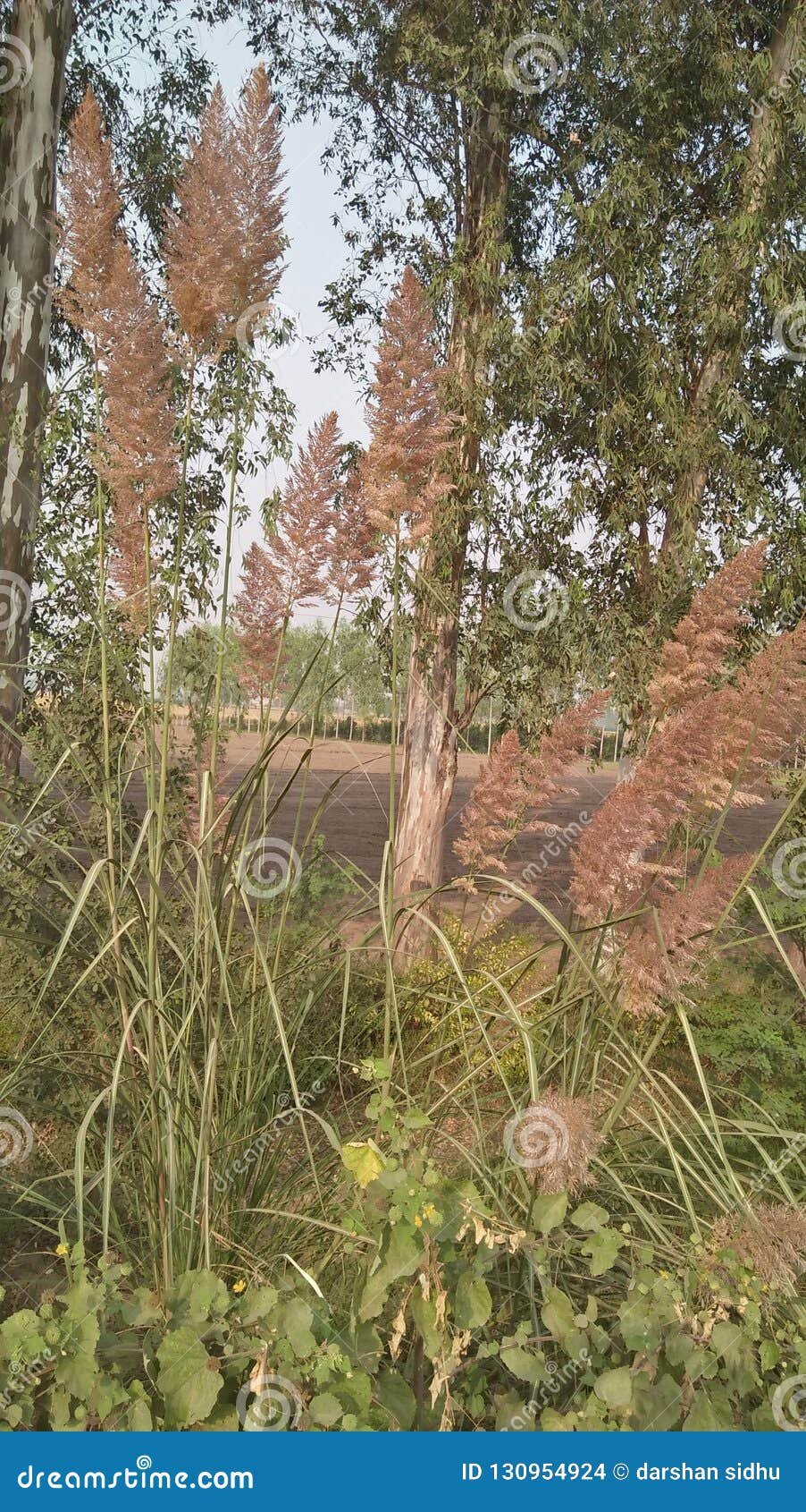 Sarkanda stock photo. Image of jungal, tree, plants - 130954924