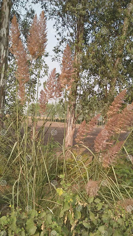 Sarkanda stock photo. Image of jungal, tree, plants - 130954924