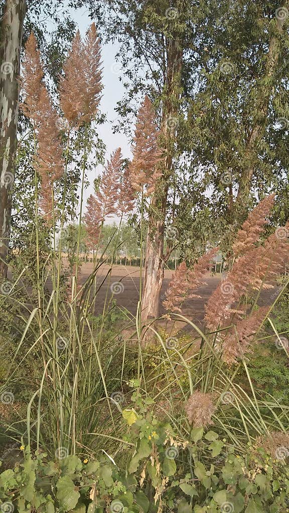 Sarkanda stock photo. Image of jungal, tree, plants - 130954924