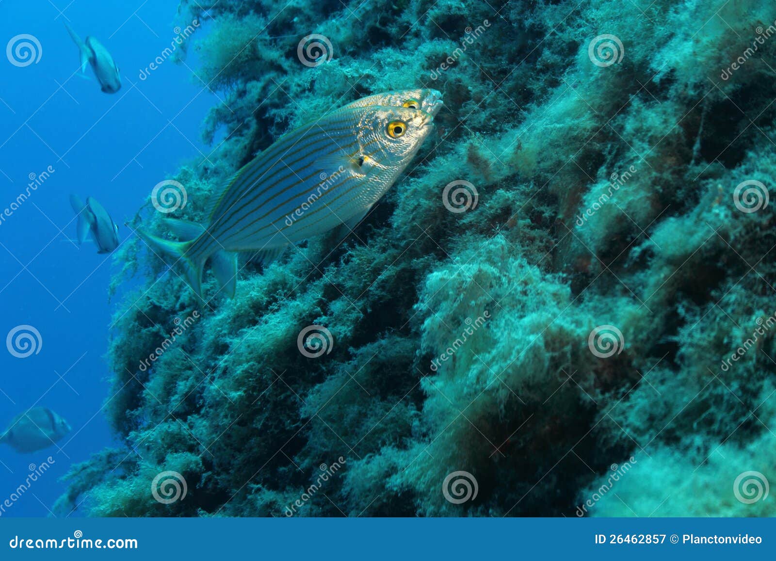 Sarpa Salpa fish stock image. Image of ocean, school - 26462857