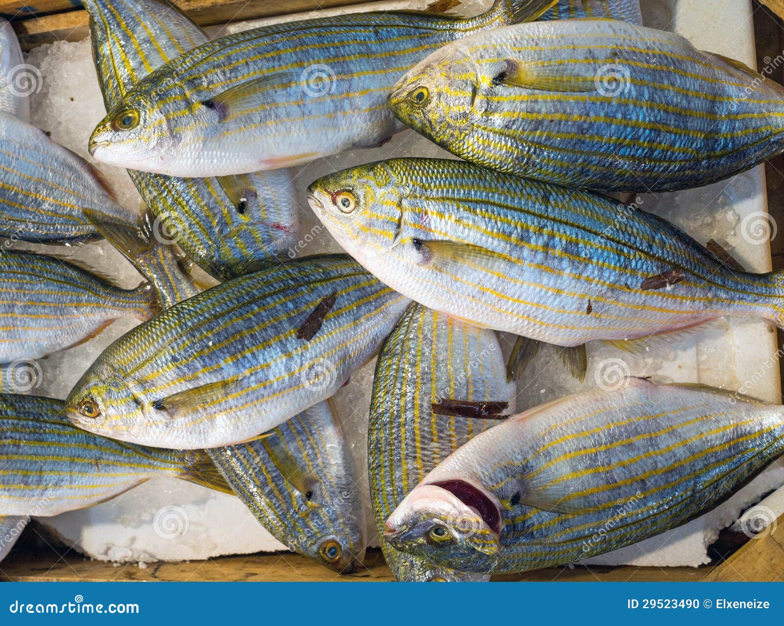 Sarpa Salpa Fish at the Market Stock Photo - Image of protein, nature ...