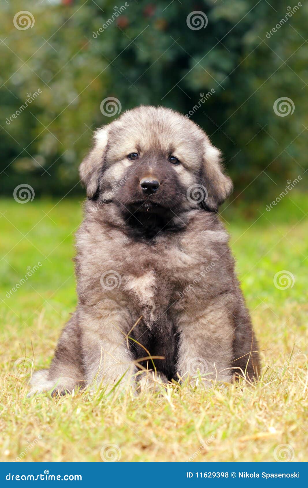 Sarplaninec, Macedonian Shepherd Dog Stock Photo - Image of garden ...