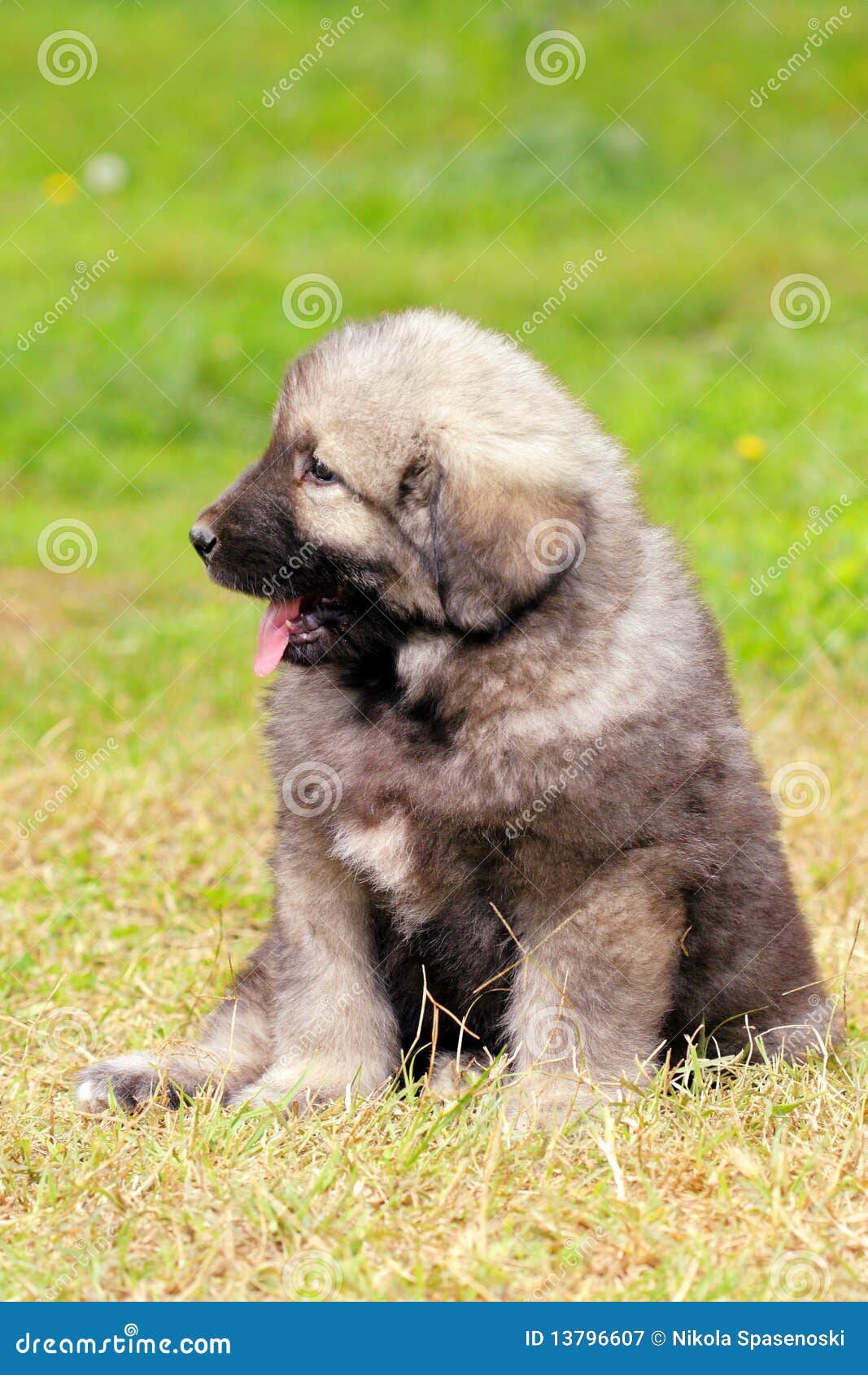 Sarplaninec, Macedonian Shepherd Dog Stock Image - Image of hound ...