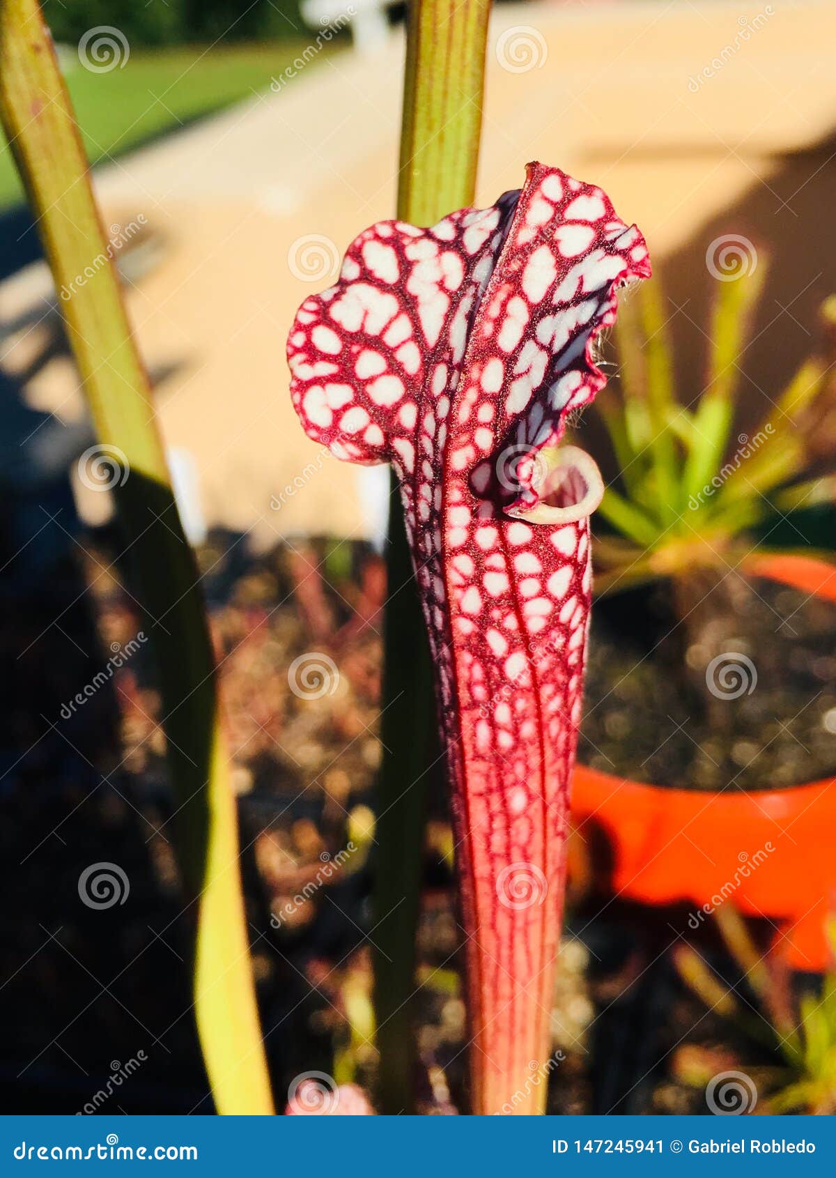 Field With Sarracenia Purpurea, Parrot Pitcher Plants, Venus Flytraps ...