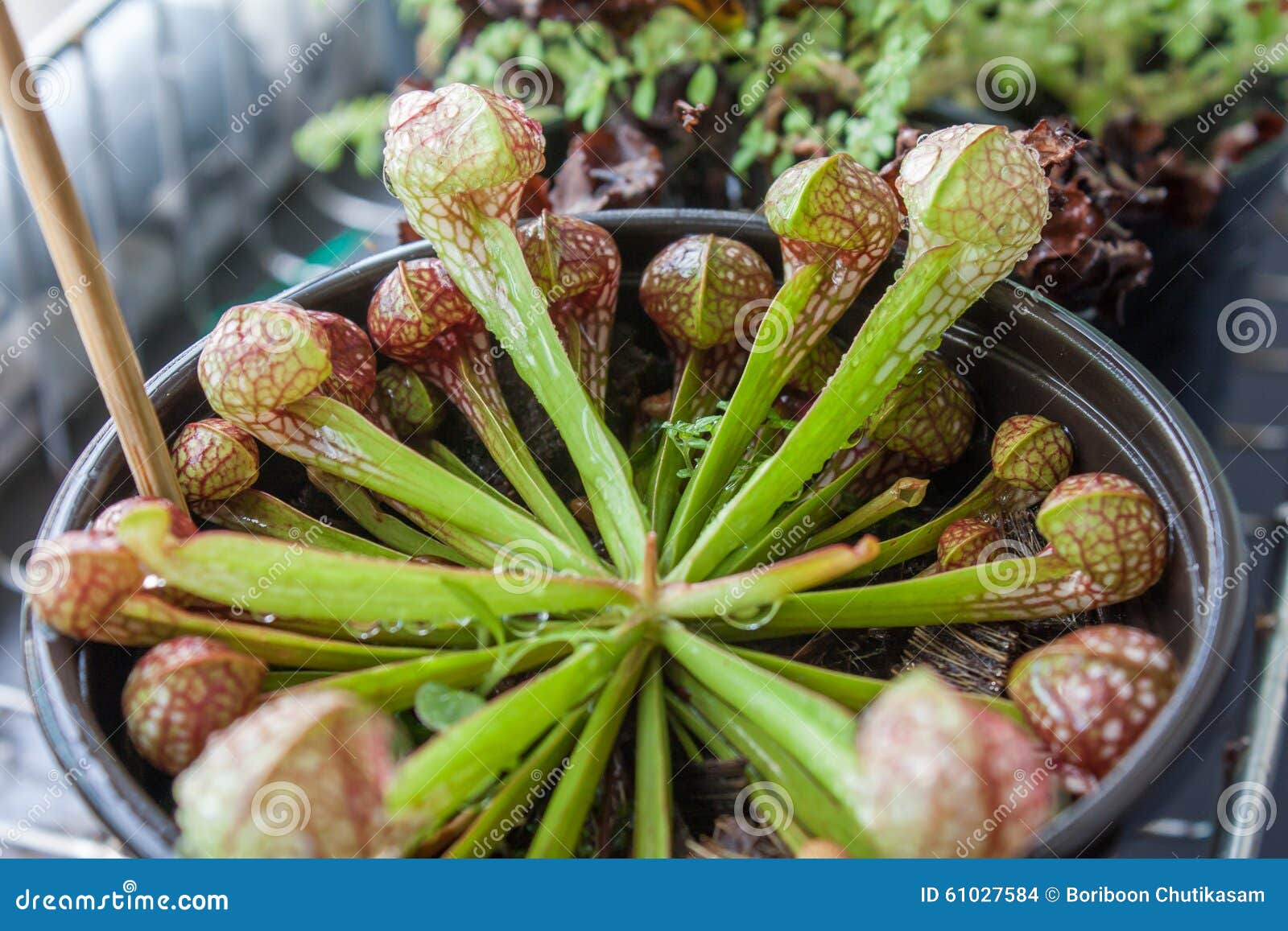 Sarracenia Psittacina Also Known As Parrot Pitcher Plant In Carnivorous ...