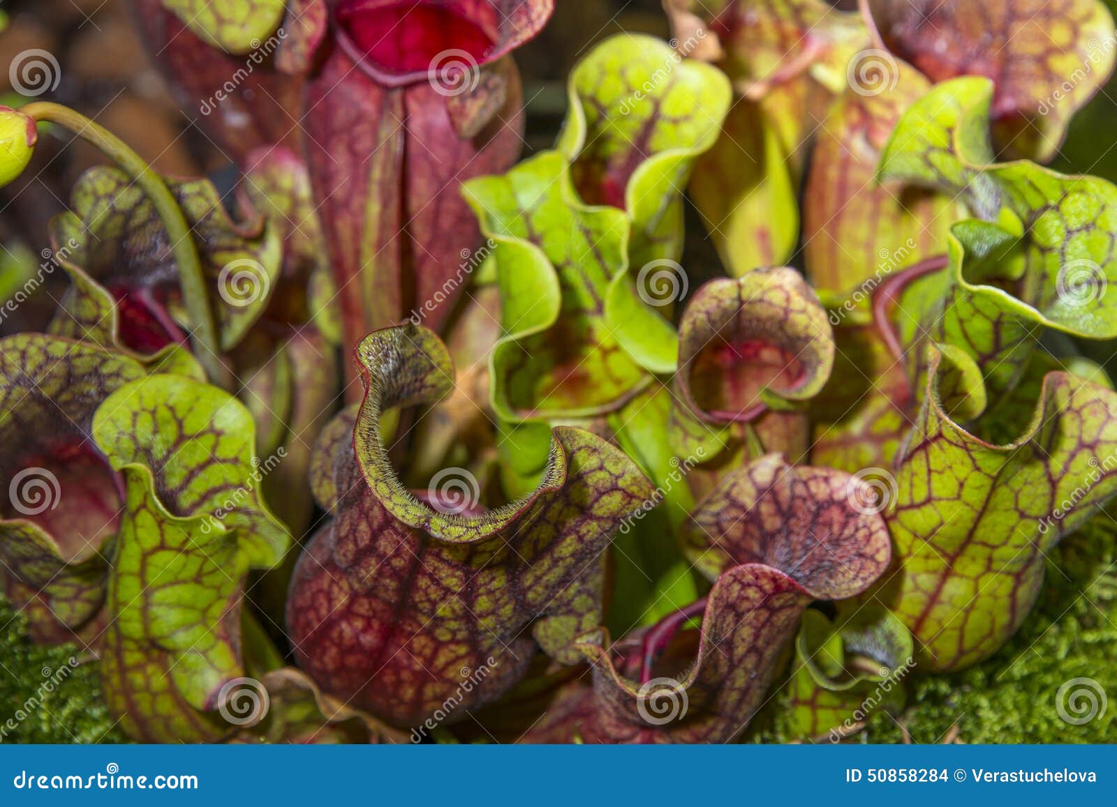 A Sarracenia Purpurea Ssp. Venosa Pitcher Plant Pitfall Trap In A ...