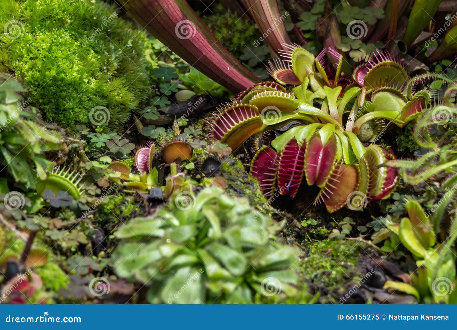 A Sarracenia Purpurea Ssp. Venosa Pitcher Plant Pitfall Trap In A ...