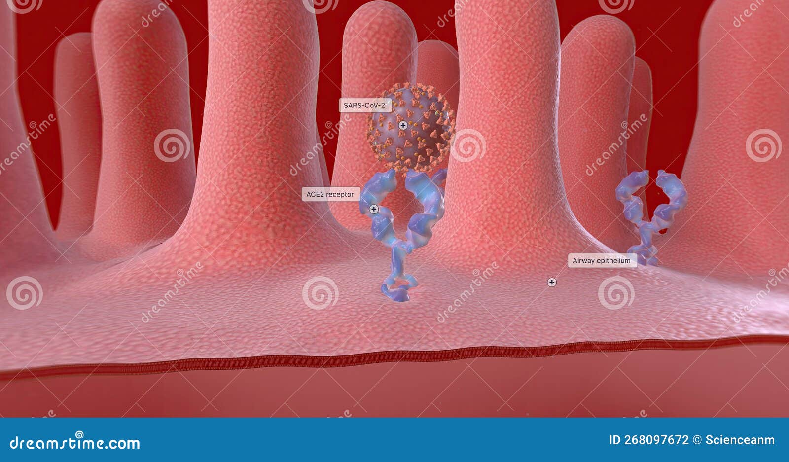 SARS-COV-2 Spike Protein Binding To Ace2 Receptor Stock Illustration ...