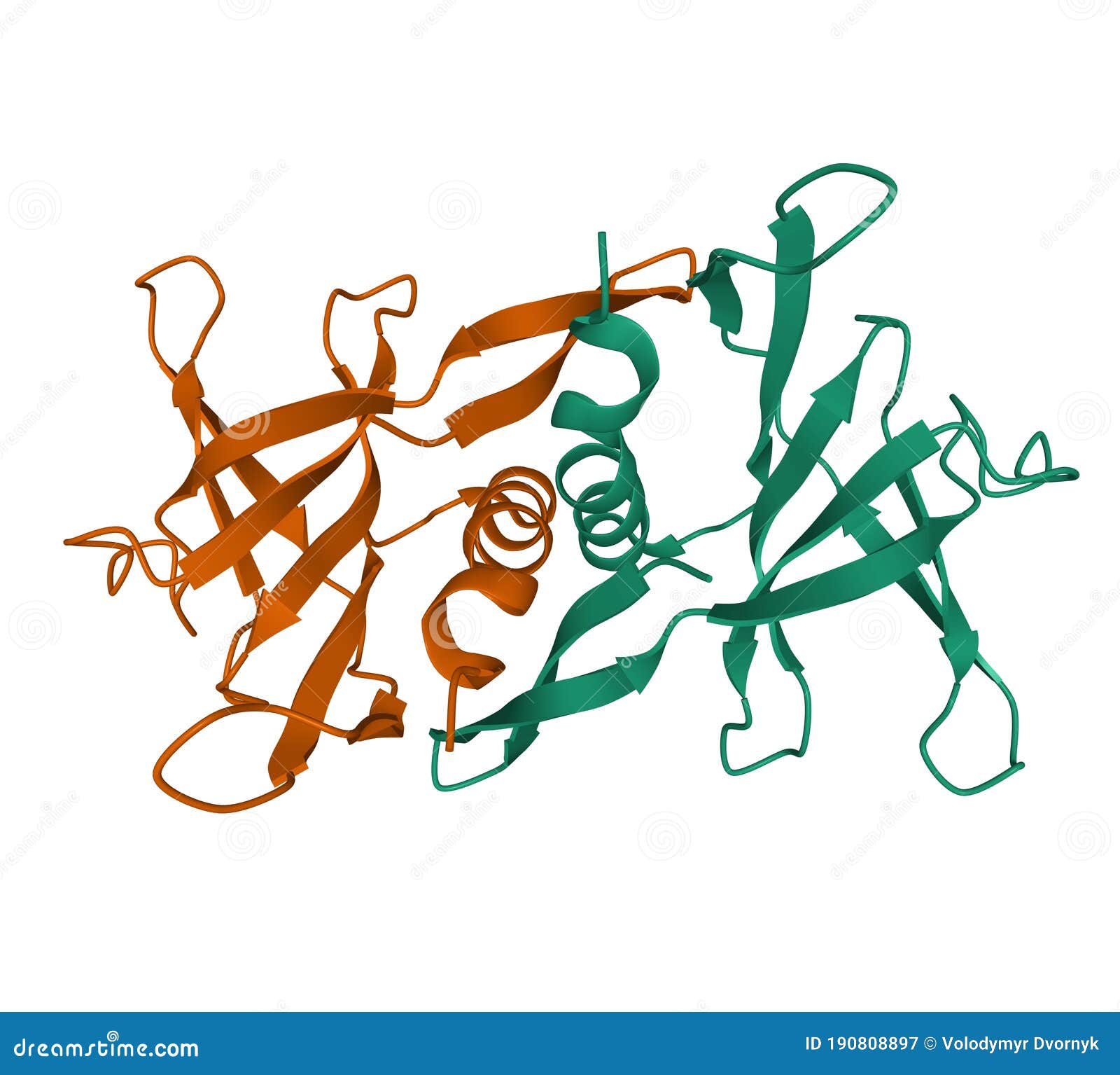 Structure of the SARS Nsp9 Protein Homodimer Stock Illustration ...