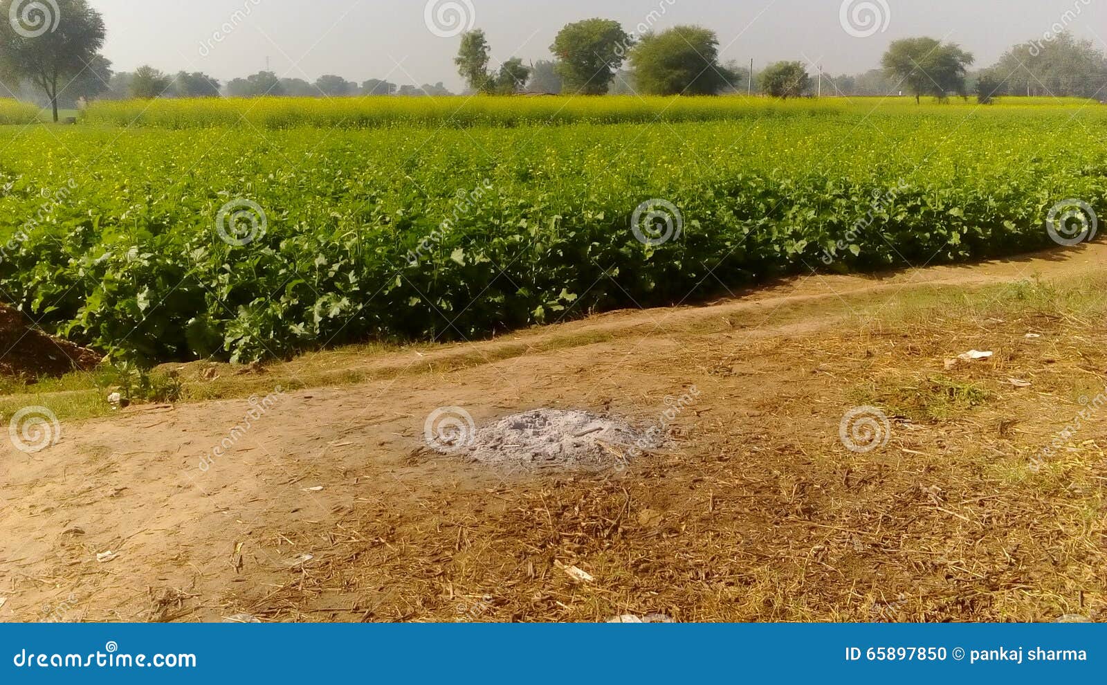 Sarso stock photo. Image of sarso, rajasthan, beautiful - 65897850