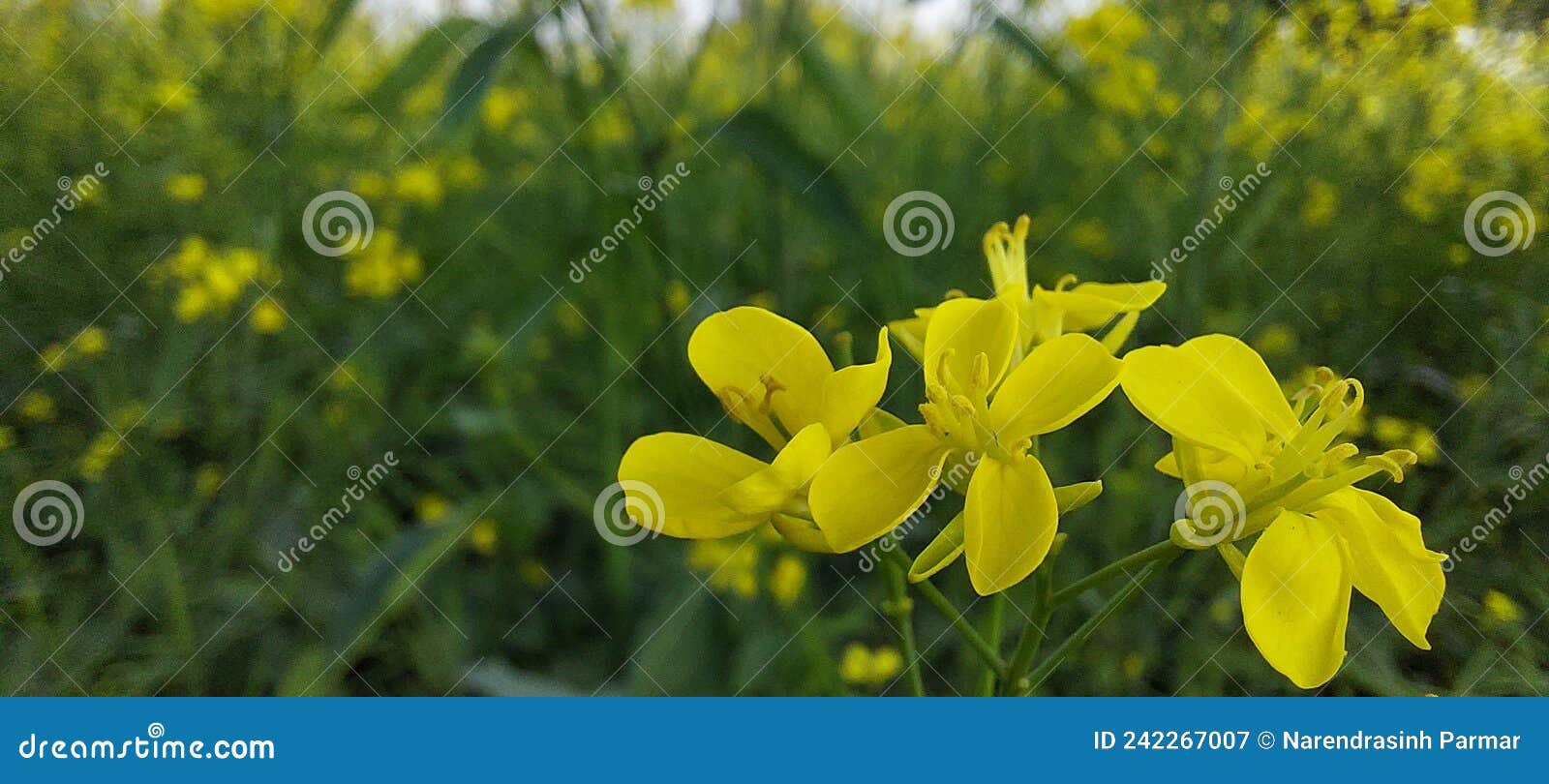 Sarso in the Farm Which is Looking Beautiful Stock Image - Image of ...