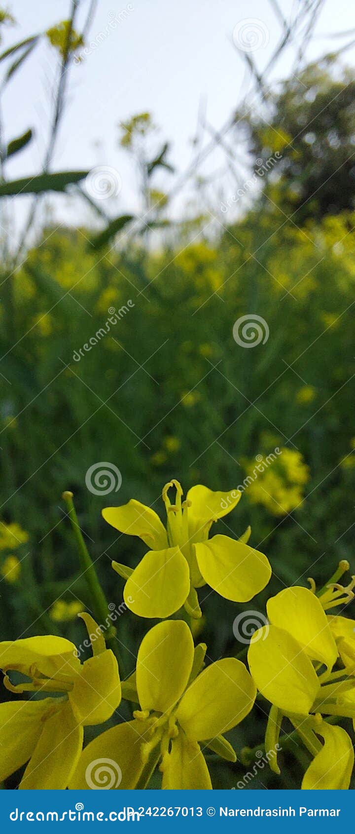 Sarso in the Farm Which is Looking Beautiful Stock Image - Image of ...