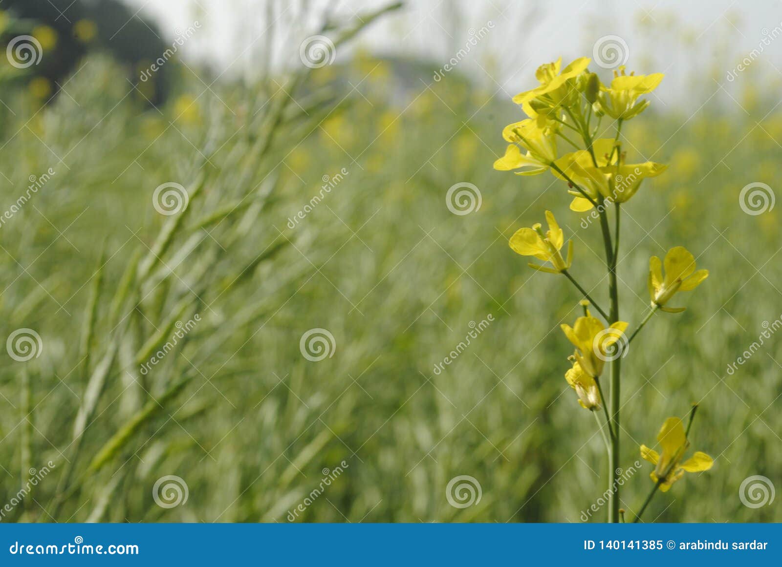 110 Sarso Flower Photos - Free & Royalty-Free Stock Photos from Dreamstime